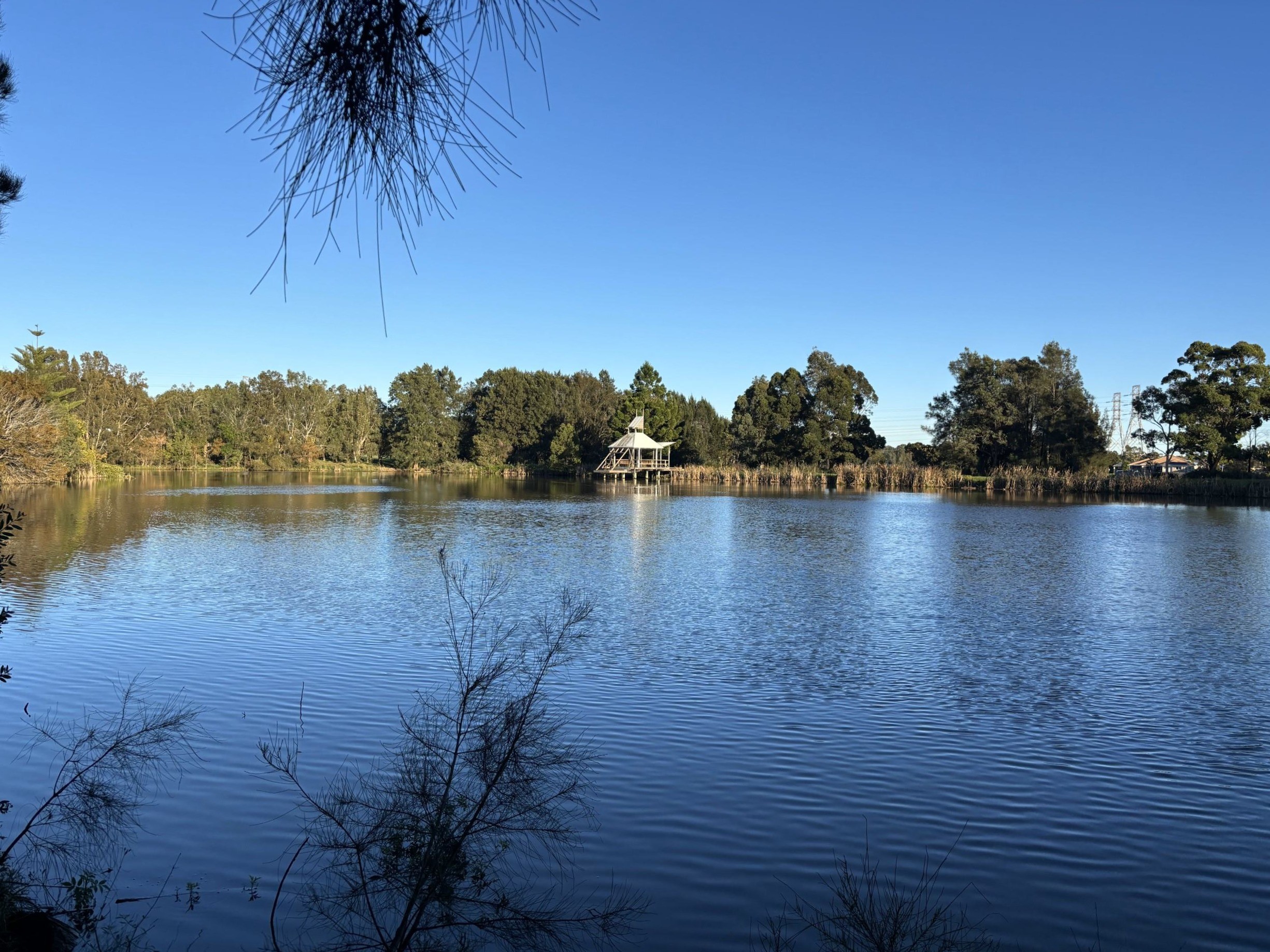 What's in your Wetland? | Have Your Say Newcastle